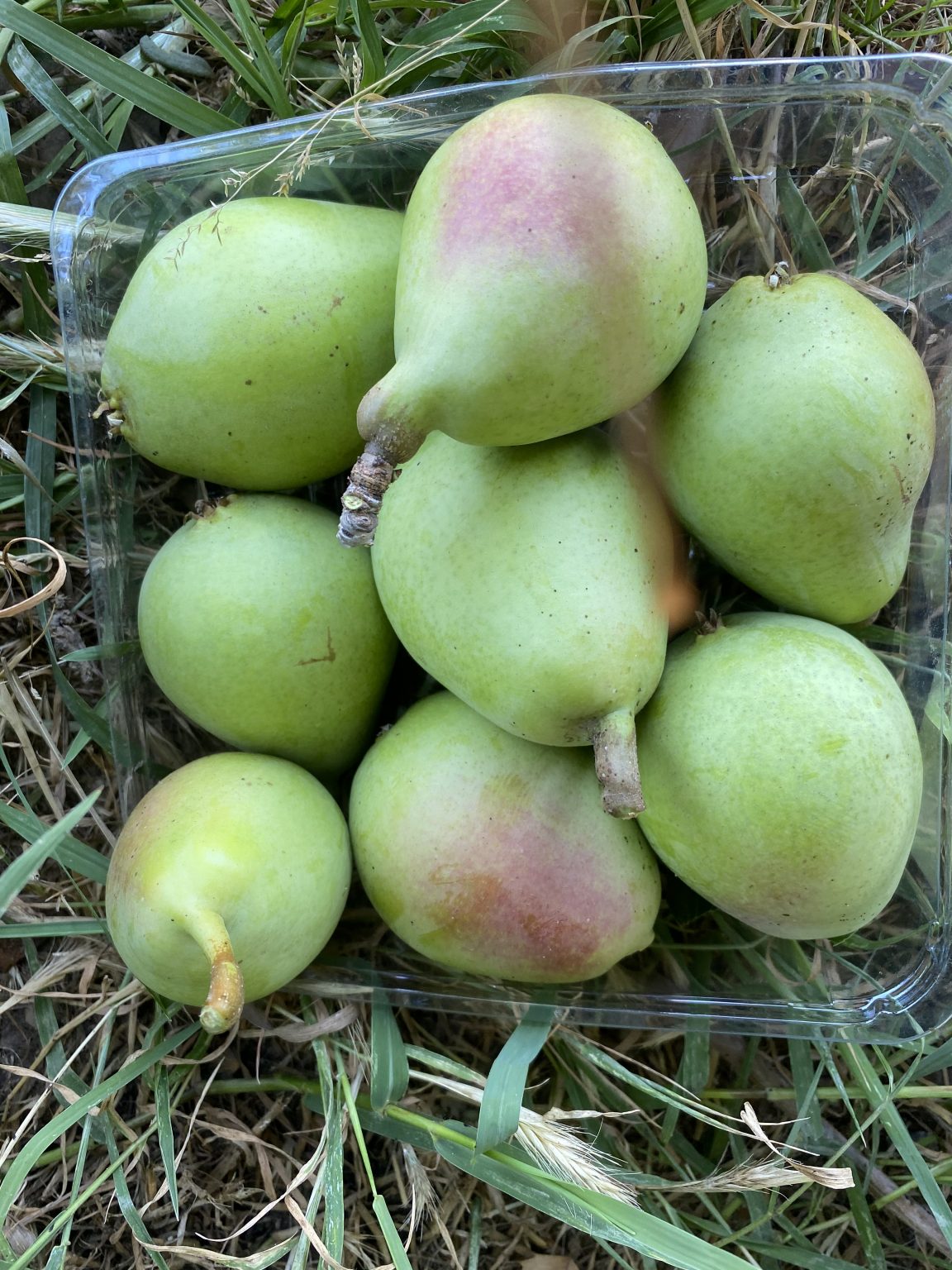 pera ercolini - Grup Aragonés